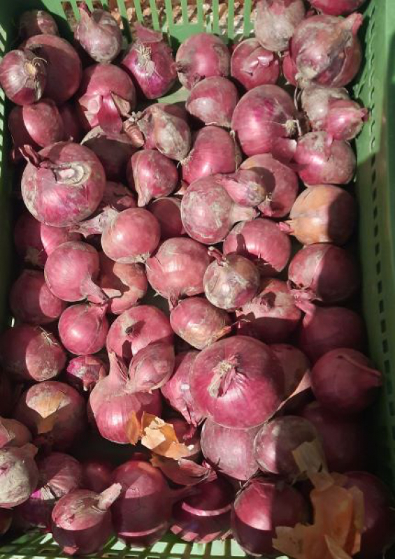 Zwiebel rot - Meggen-Hof-Kisterl